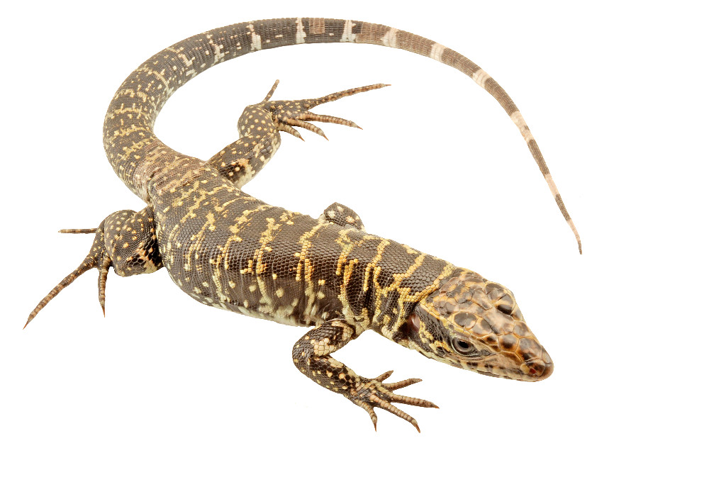 Teju pruhovaný | greenpets.cz